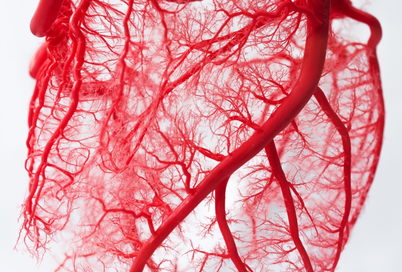 ORWH: In the Spotlight